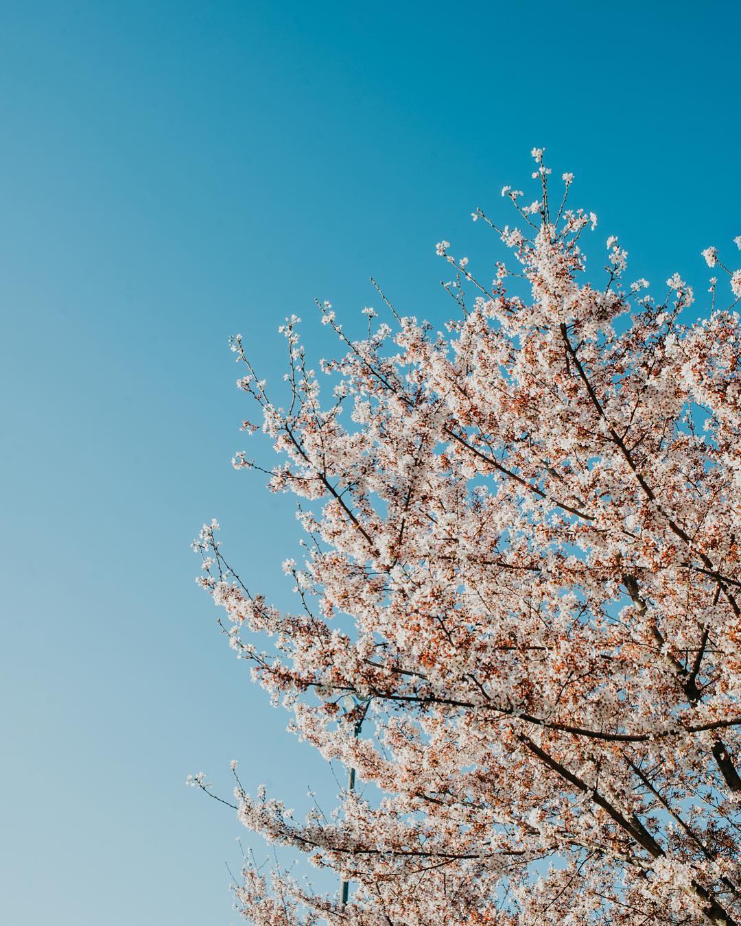 Shake off the Winter Blues and Get Ready for Spring! - Roanoke Parks ...