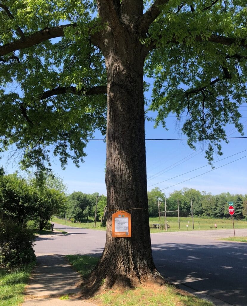 The Value of a Tree - Roanoke Parks And Recreation