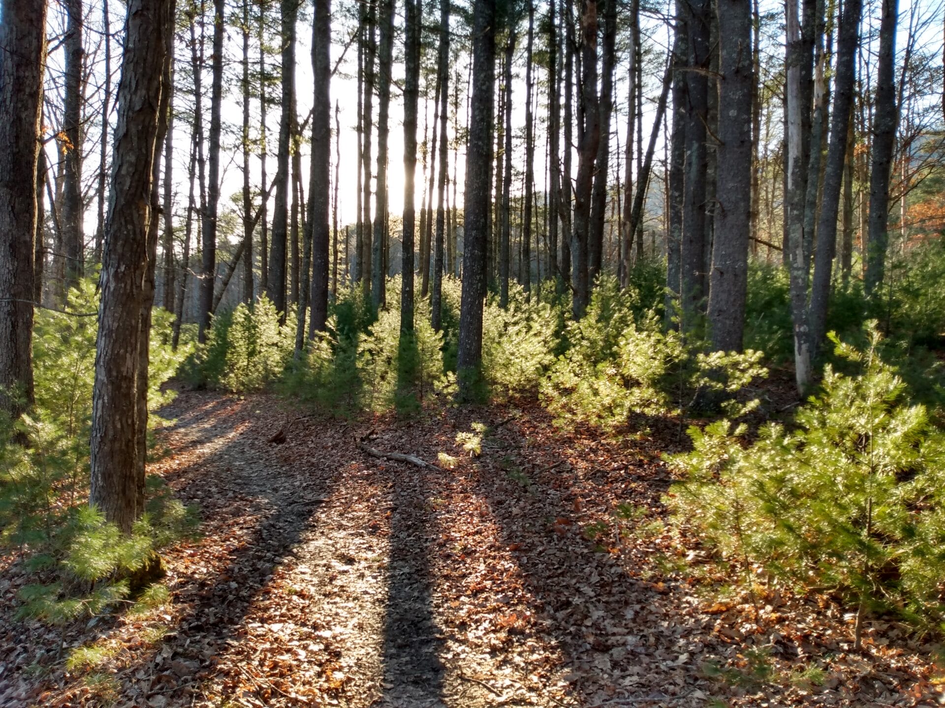 Carvins Cove Natural Reserve - Roanoke Parks And Recreation